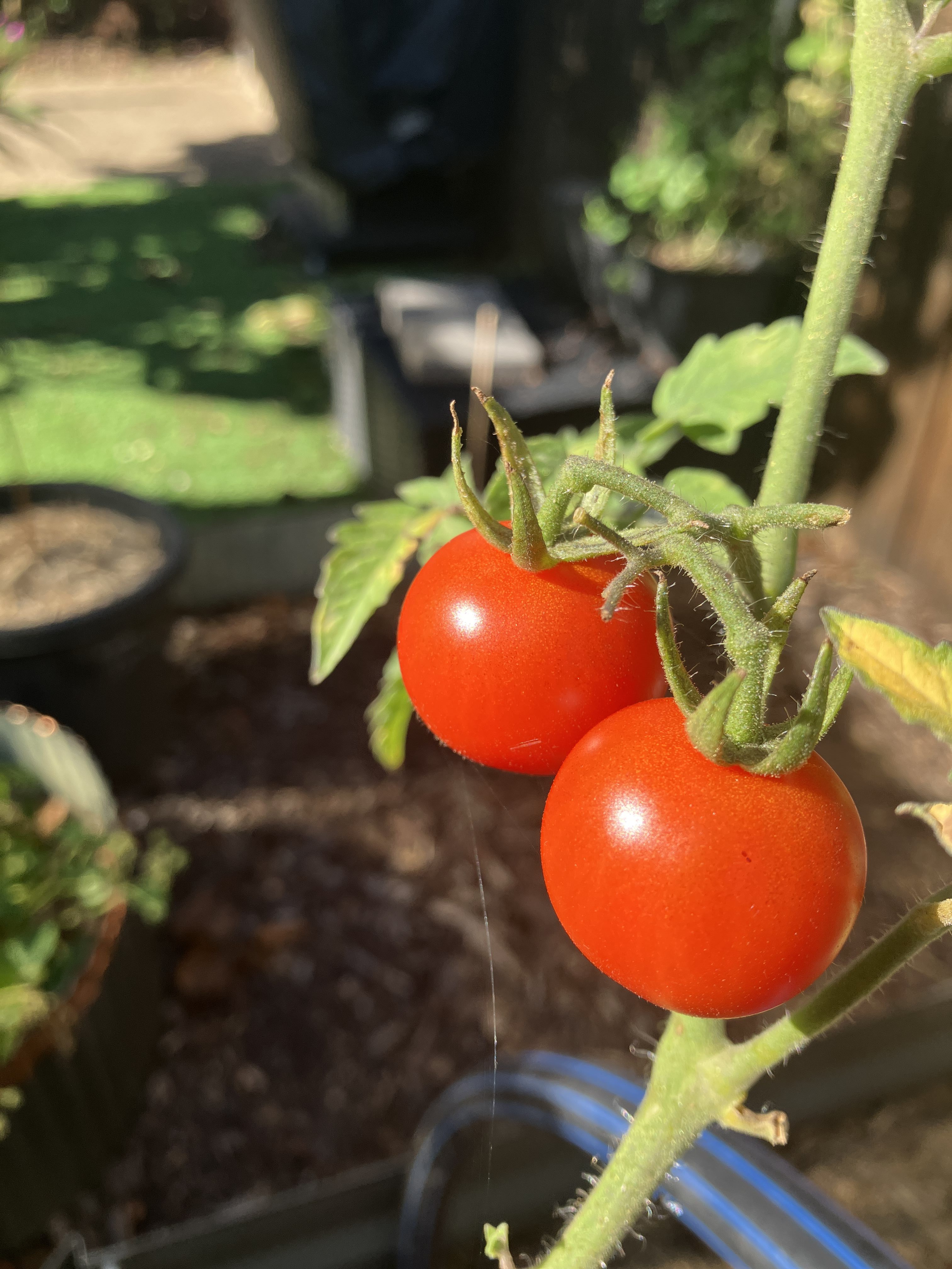 You Must Read This Before Growing Spectacular Tomatoes in Canberra ...
